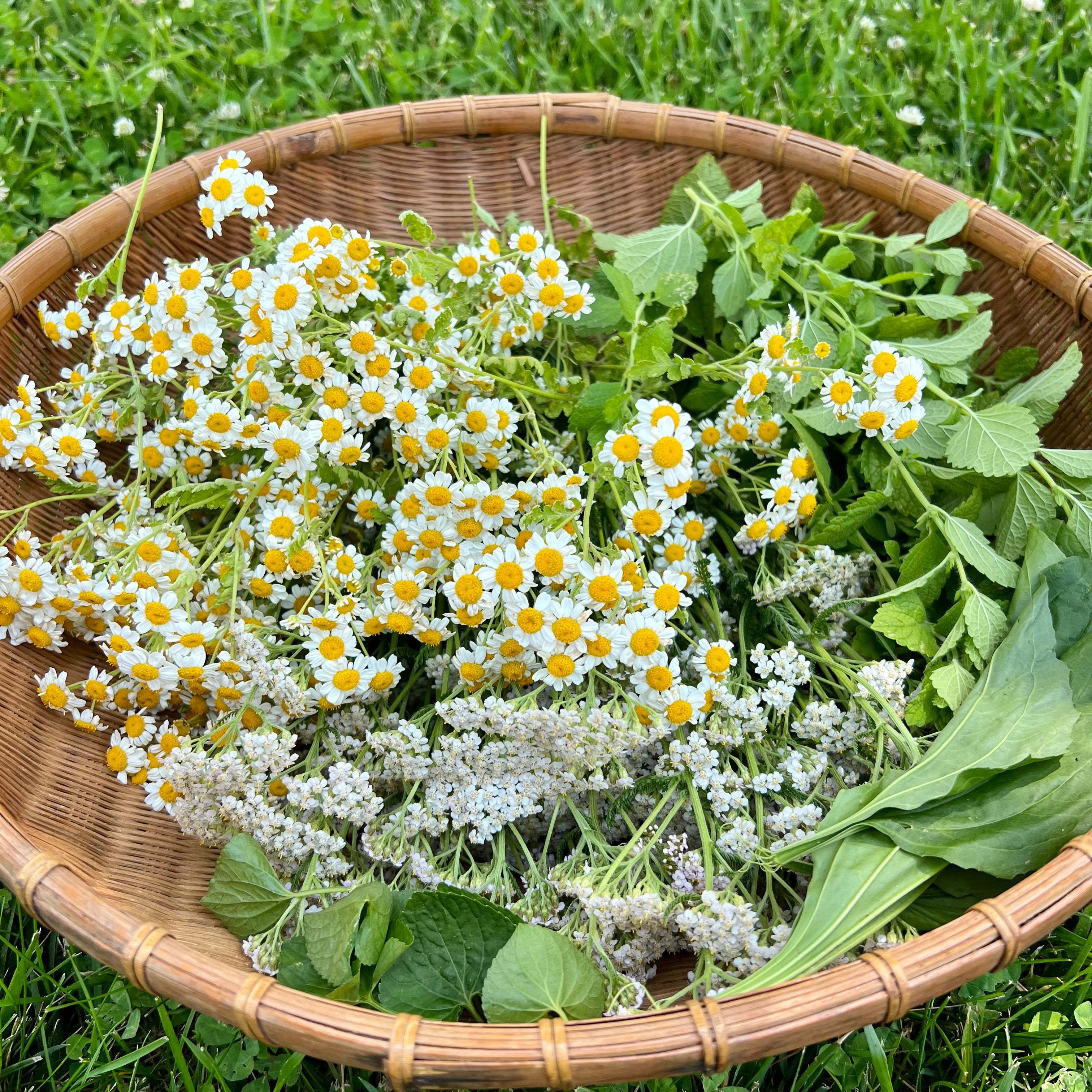 Freya's Garden – Freya's Garden